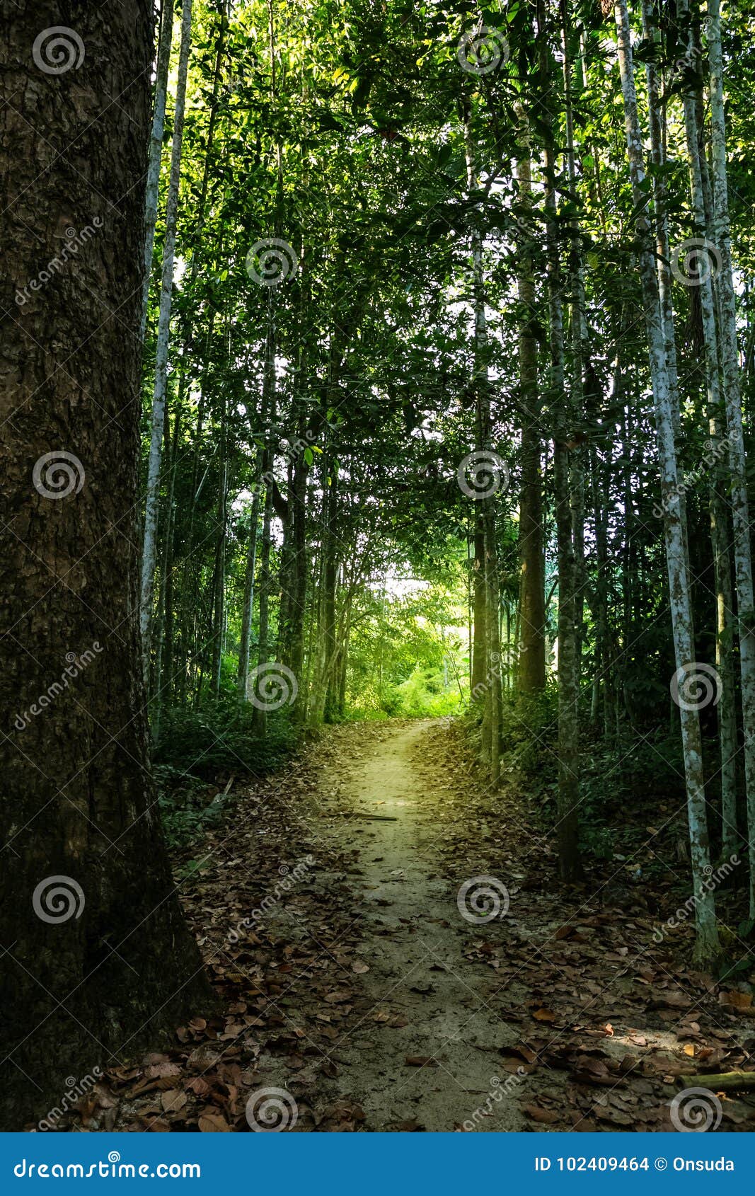 Walk way in forest stock photo. Image of fresh, nature - 102409464