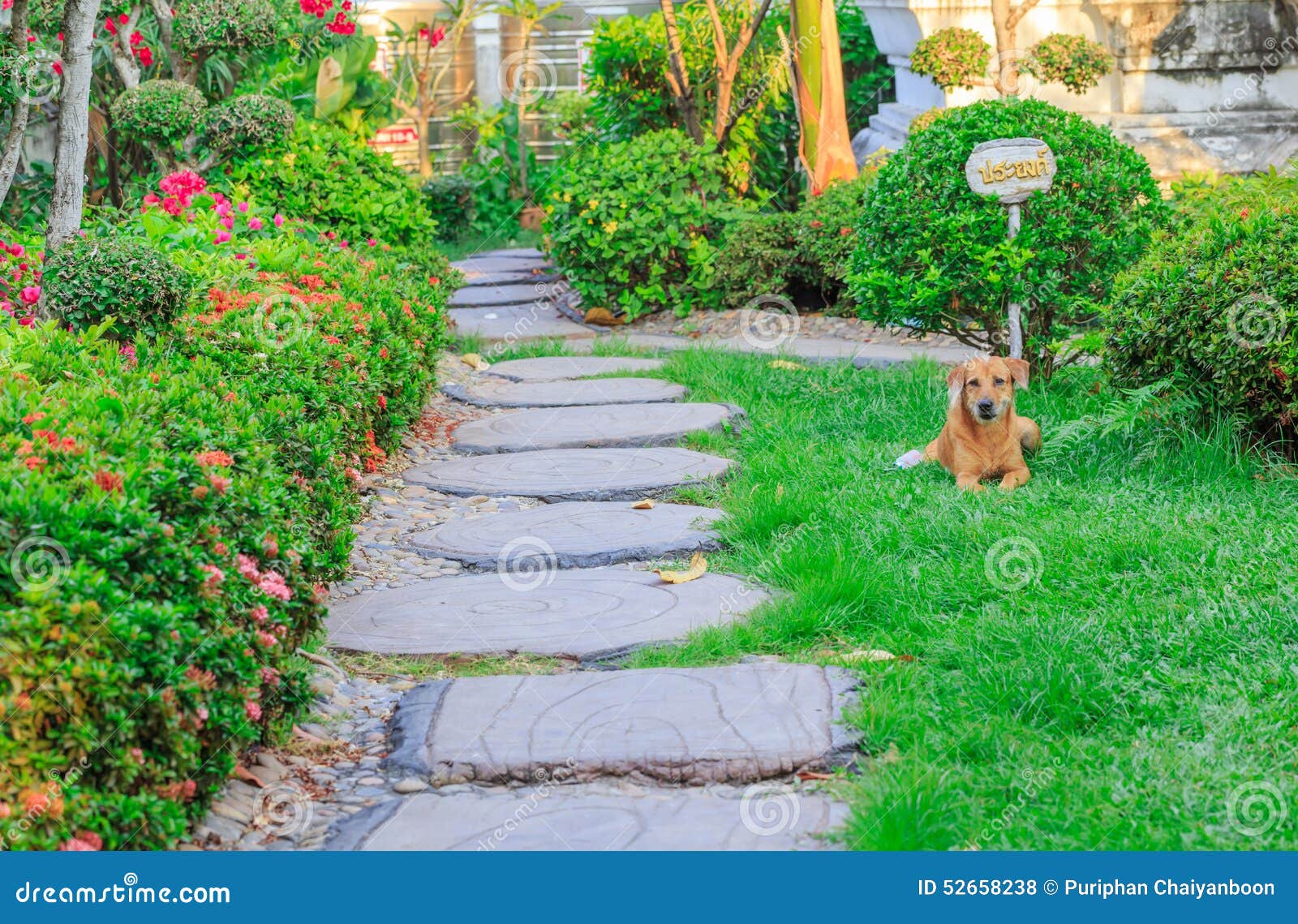 Walk Way in the Garden and Guard Dog Stock Photo - Image of little ...