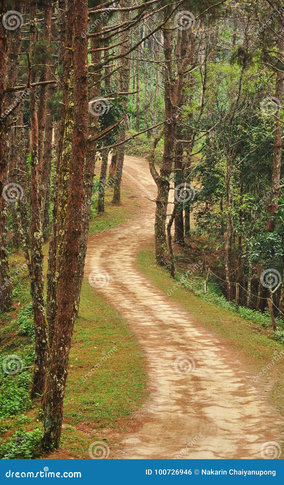 Walk way in the jungle stock photo. Image of footpath - 100726946