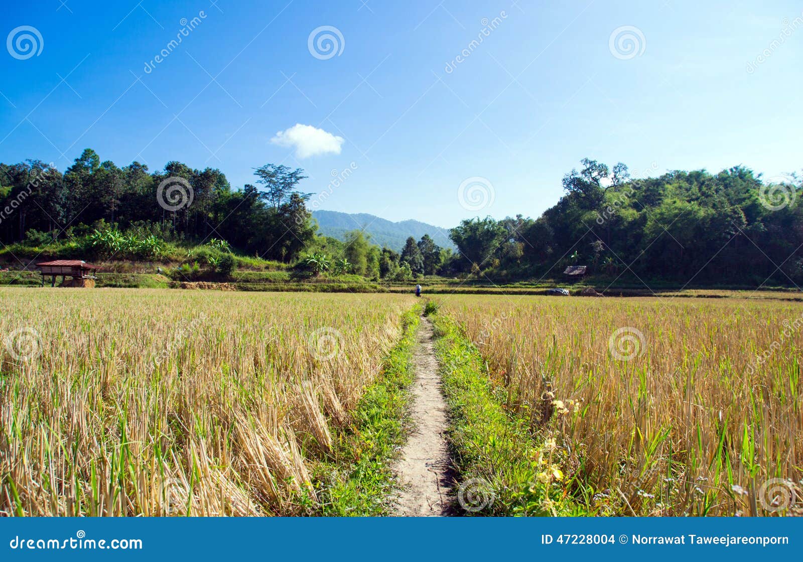 Walk Way in Middle the Rice Field Stock Photo - Image of backgrounds ...