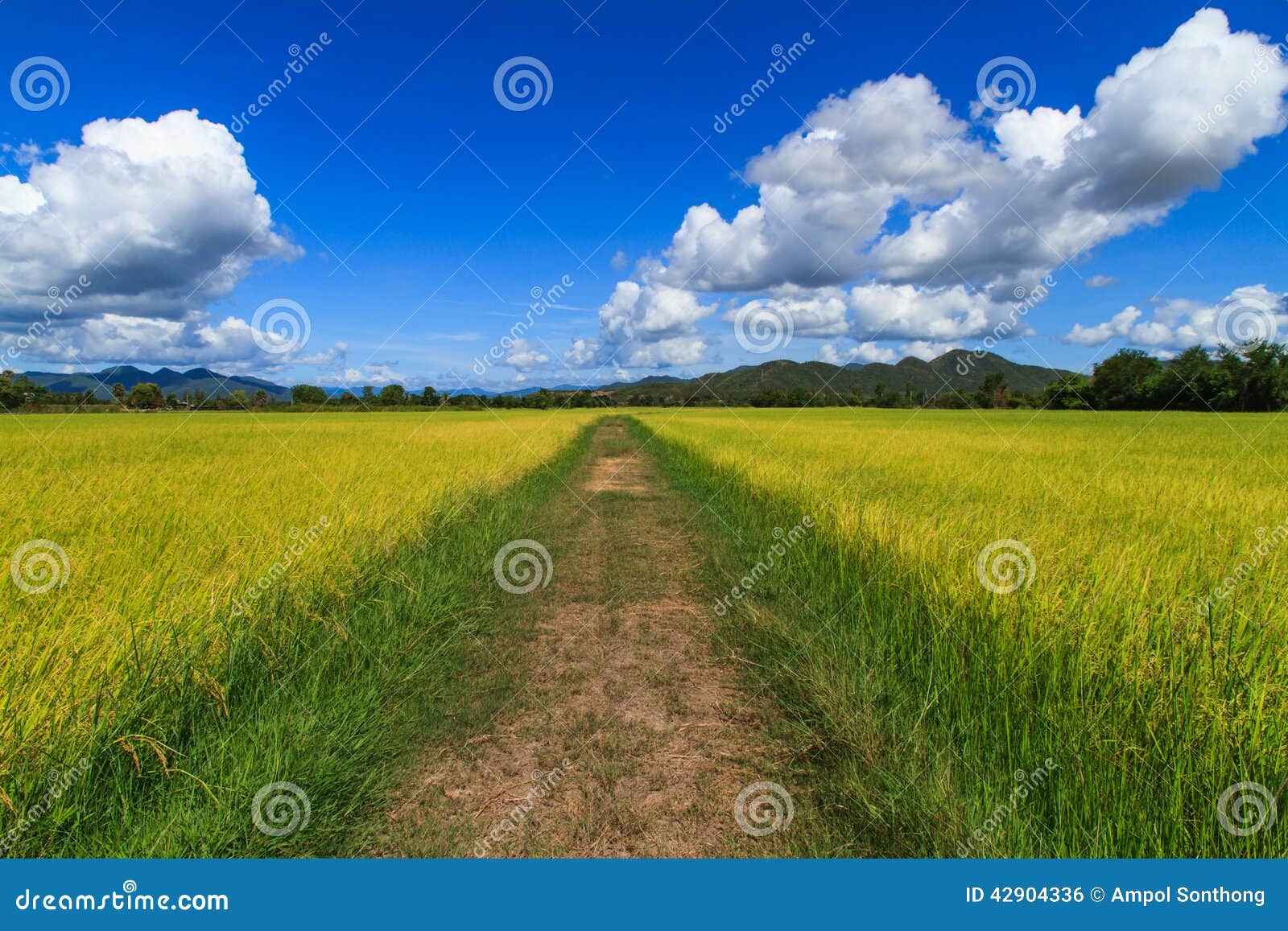 Walk Way in Middle the Rice Field Stock Photo - Image of farmer, grow ...