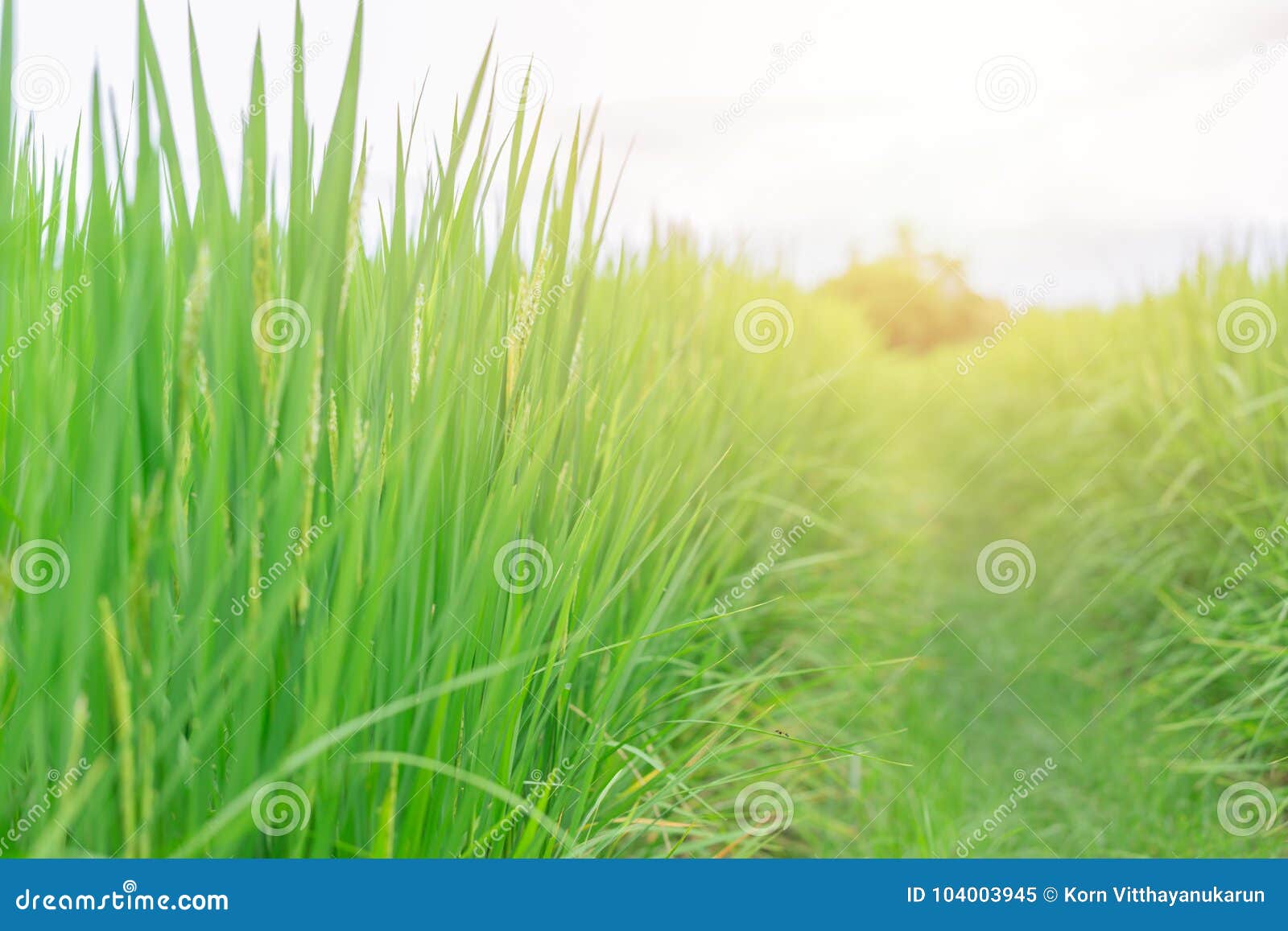 Rice Green Grass Field Path Way with Sun Light Stock Image - Image of ...