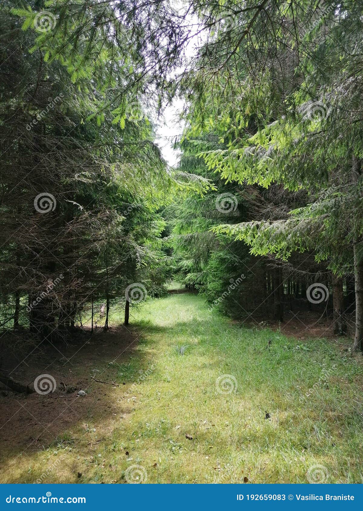 Walk on the Wild Valea Cheii Stock Image - Image of generic, industries ...