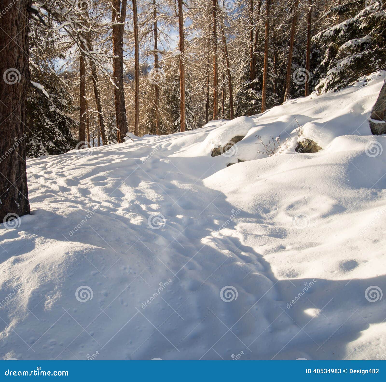 On a Walk through a Winter Forest Stock Image - Image of blue ...