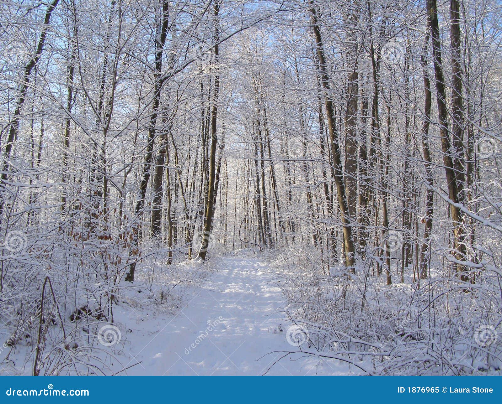 Walk in the Woods stock image. Image of tracks, winter - 1876965