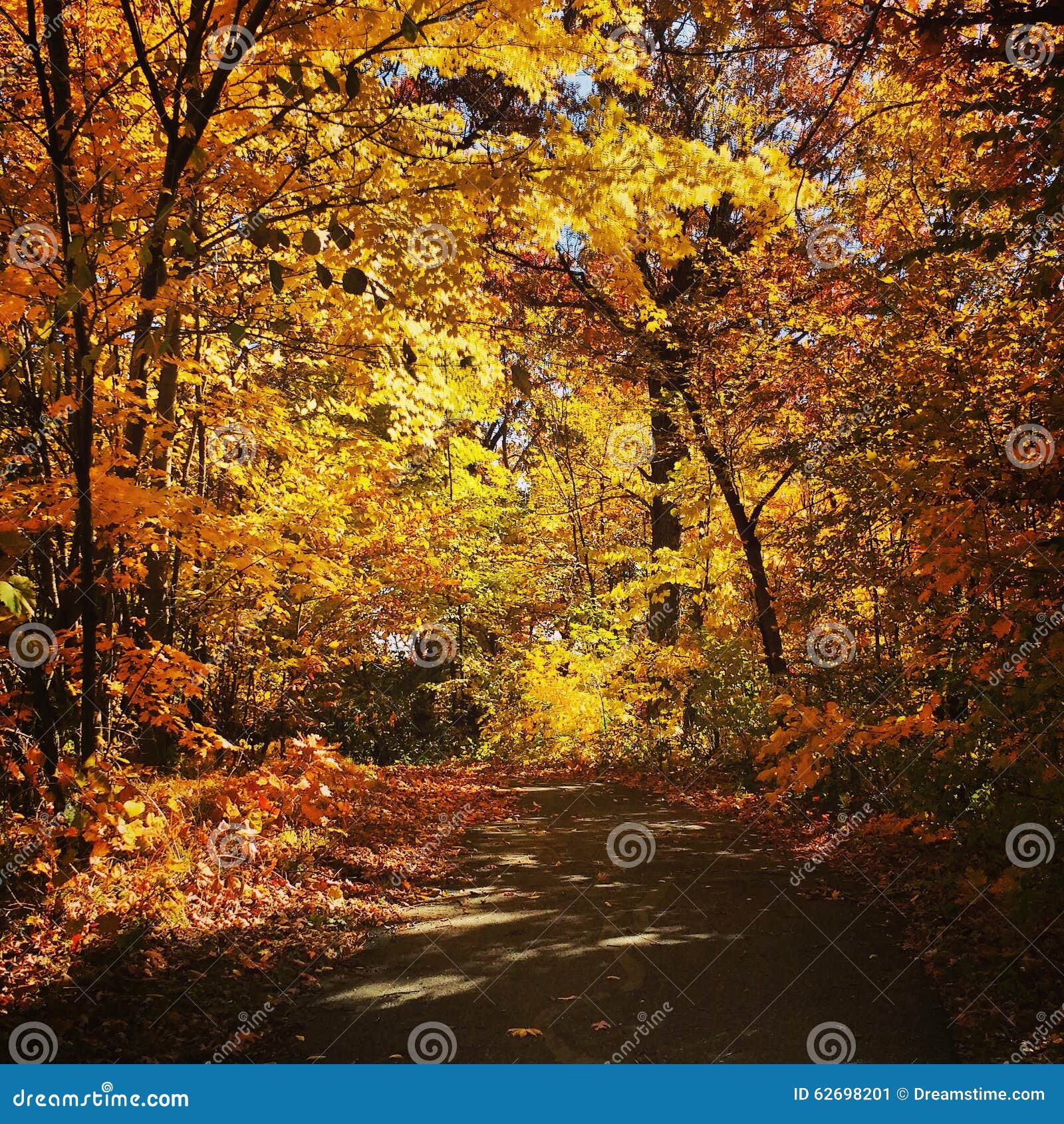 Walk in the woods stock image. Image of coming, trees - 62698201