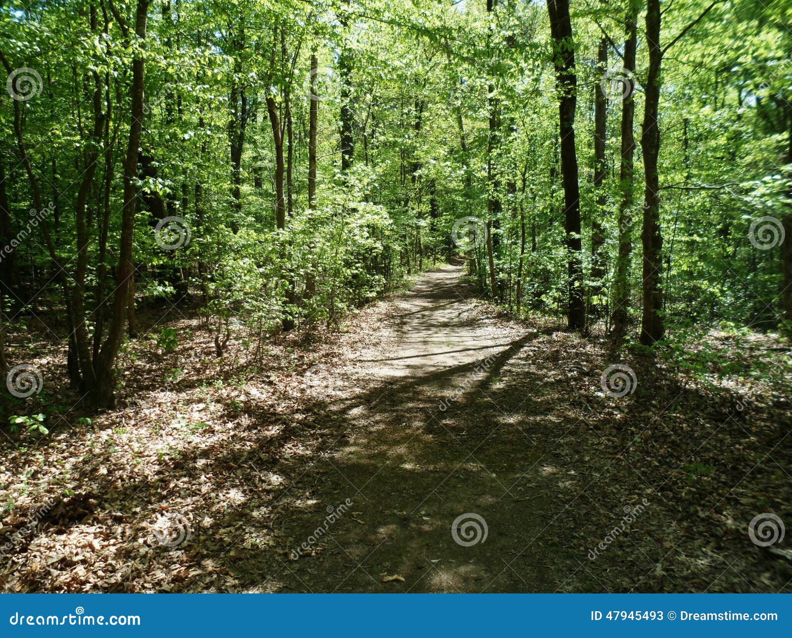 A walk in the woods stock image. Image of walk, path - 47945493
