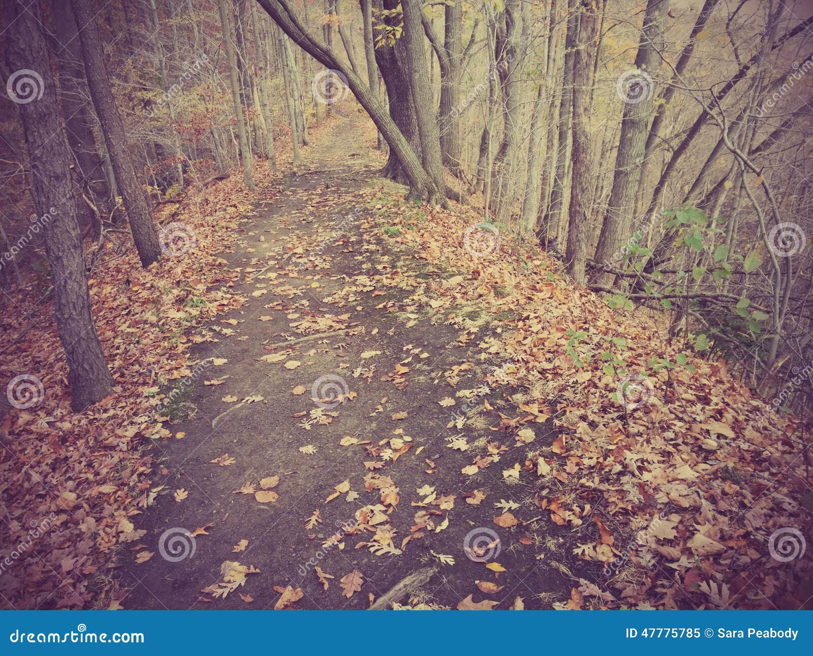 Walk through the woods stock image. Image of fall, walk - 47775785