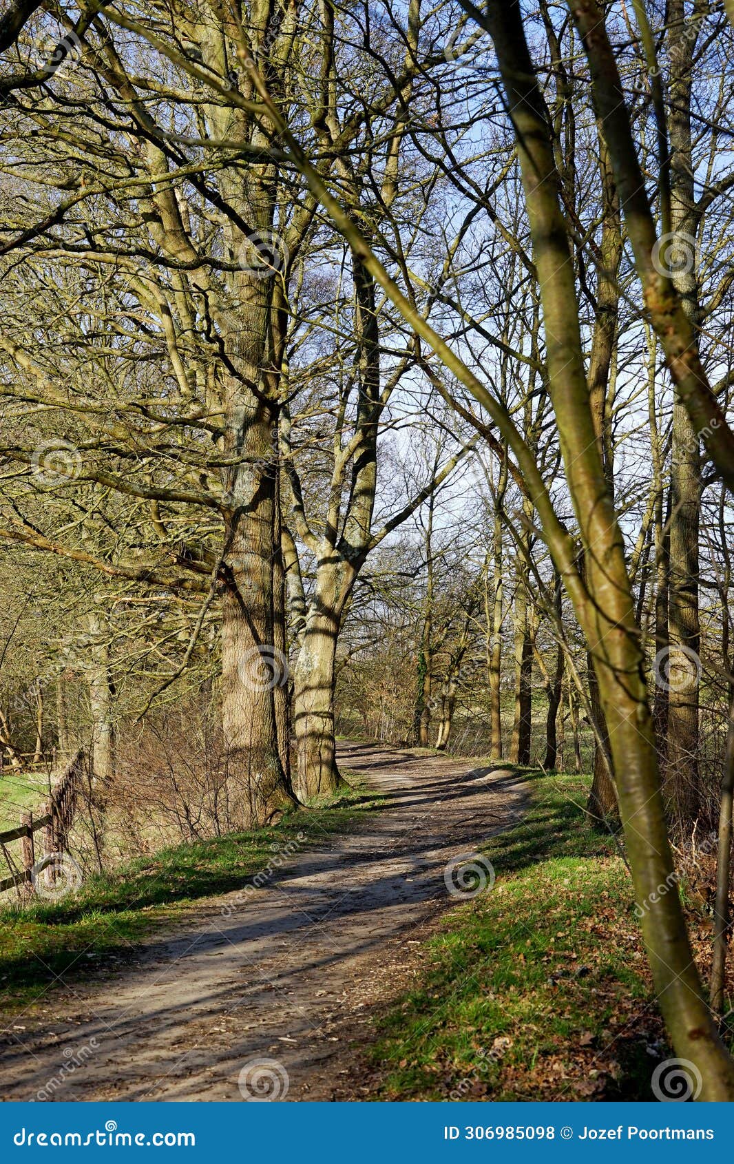 A Walk in the Woods during Spring. Stock Photo - Image of trees, tree ...