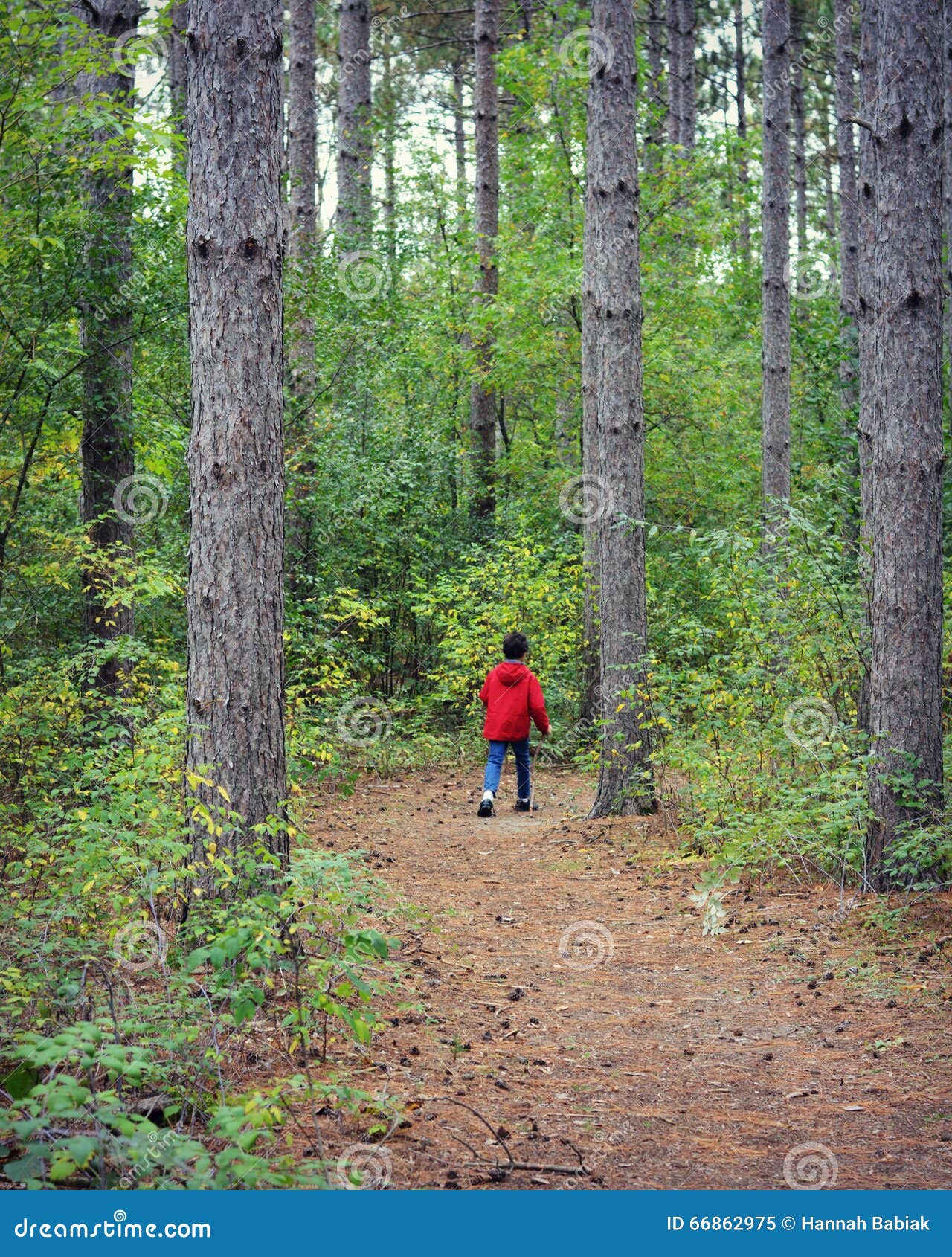 Walk through Woods stock image. Image of exploration - 66862975