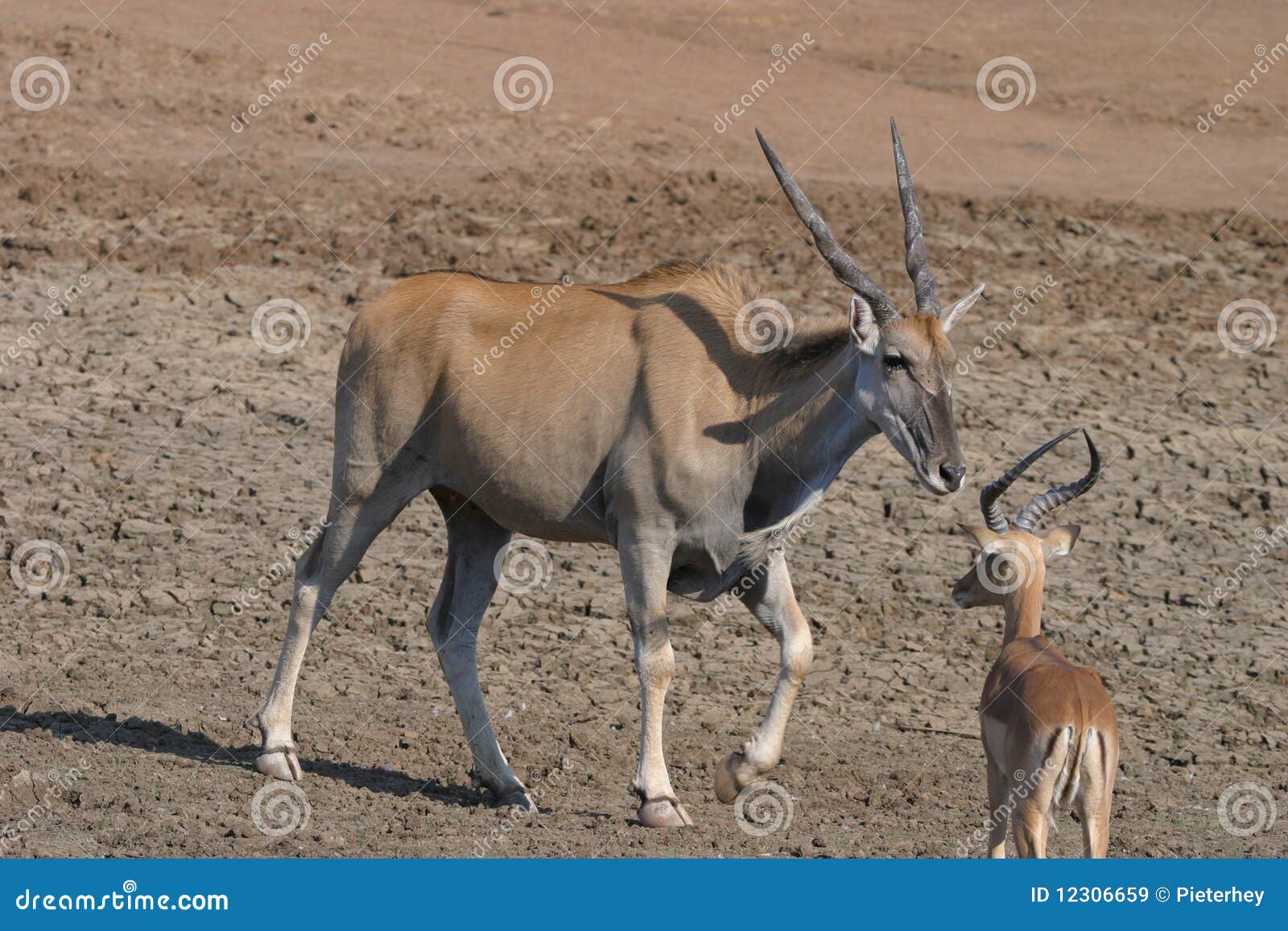Walking African Eland stock image. Image of animal, african - 12306659
