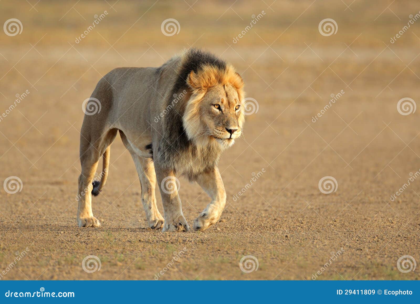 Walking African lion stock image. Image of desert, kgalagadi - 29411809 Walking African lion stock image. Image of desert, kgalagadi - 29411809