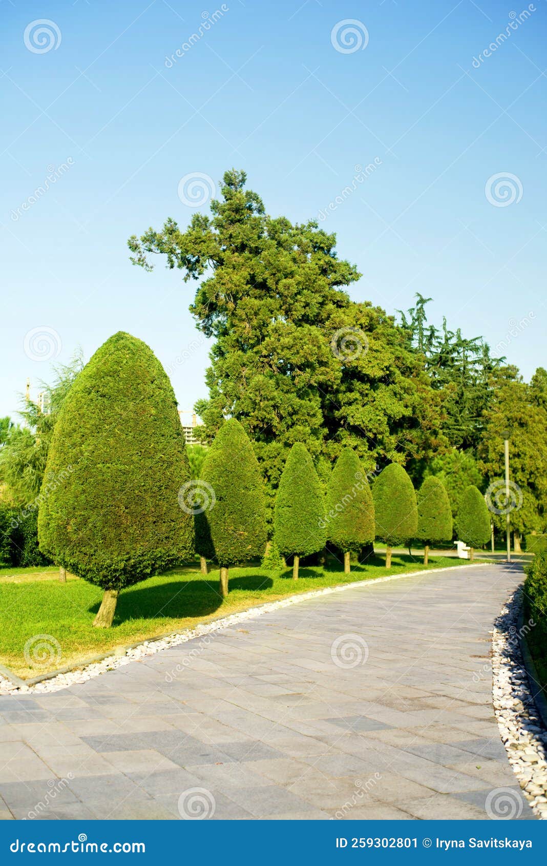 Walking Alley Lined with Rows of Trimmed Trees Stock Image - Image of ...