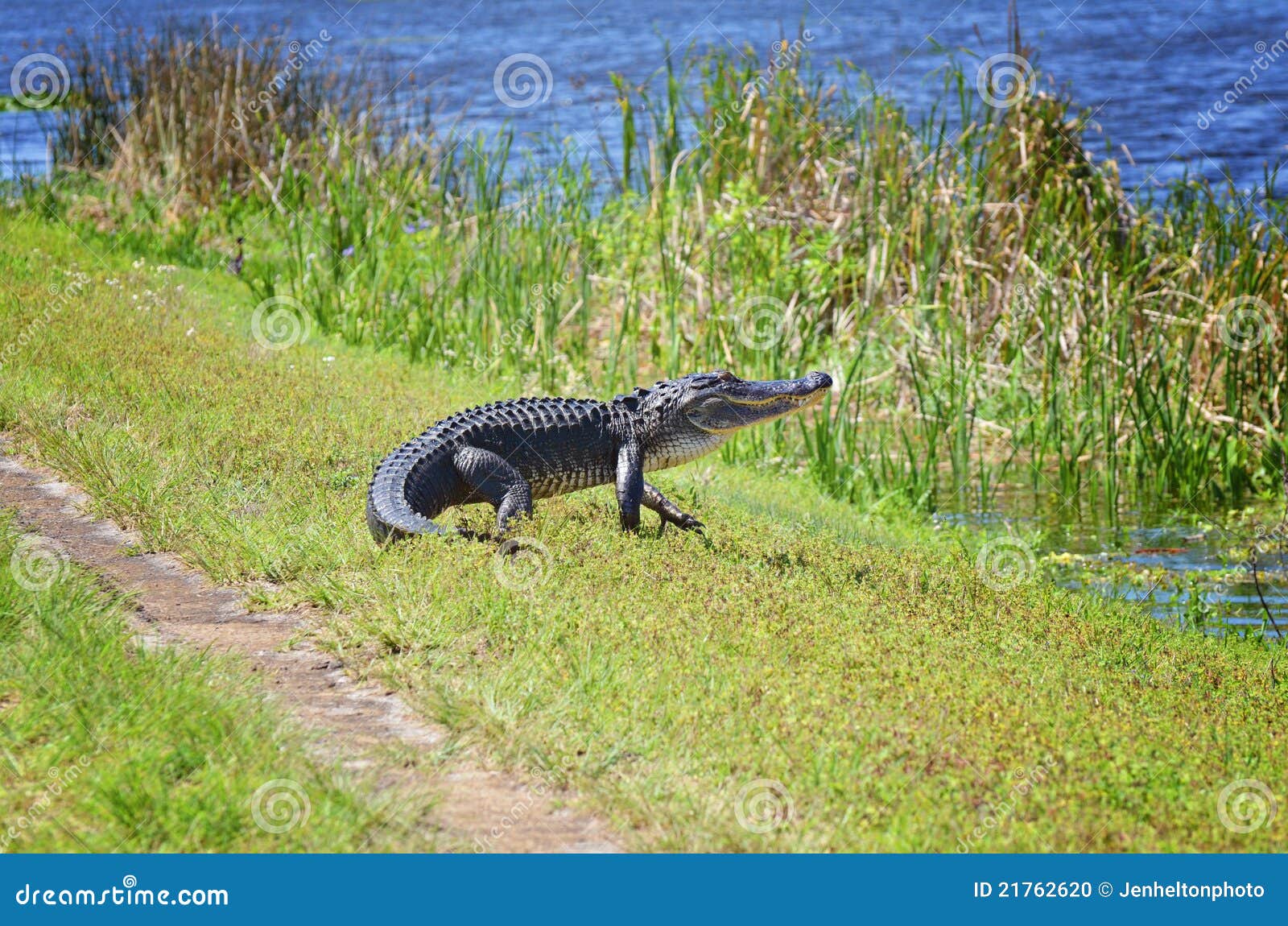 Walking Alligator stock photo. Image of claws, eater - 21762620