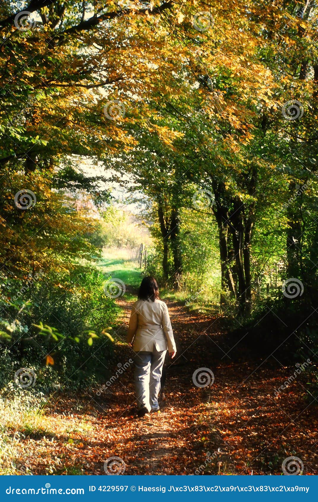 Walking Alone in the Forest Stock Image - Image of nature, landscape ...