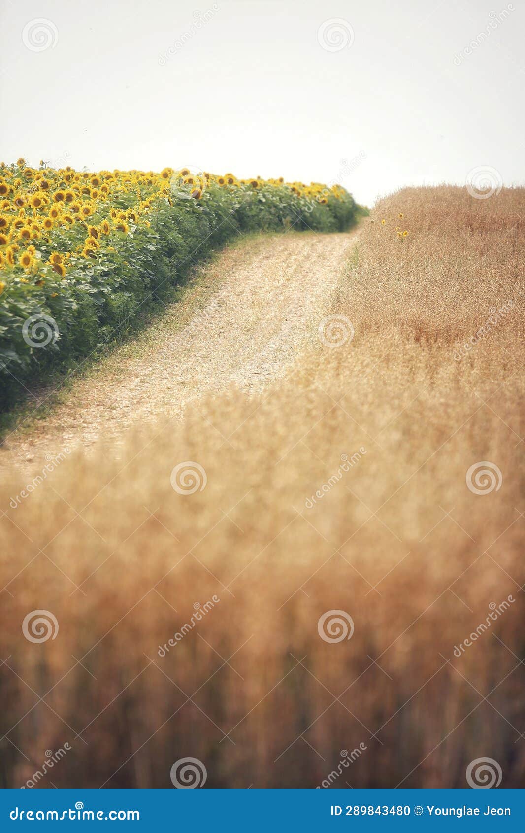 Walking Along Sunflower Field Stock Photo - Image of field, trail ...