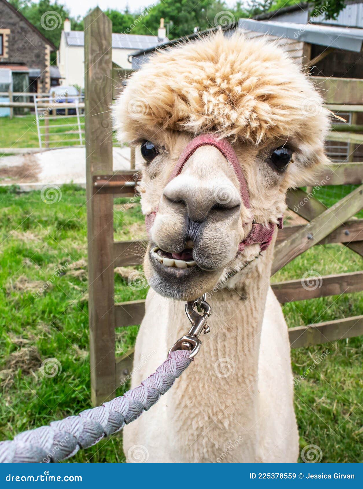 Walking an Alpaca in Devon, England Stock Image - Image of staycation ...
