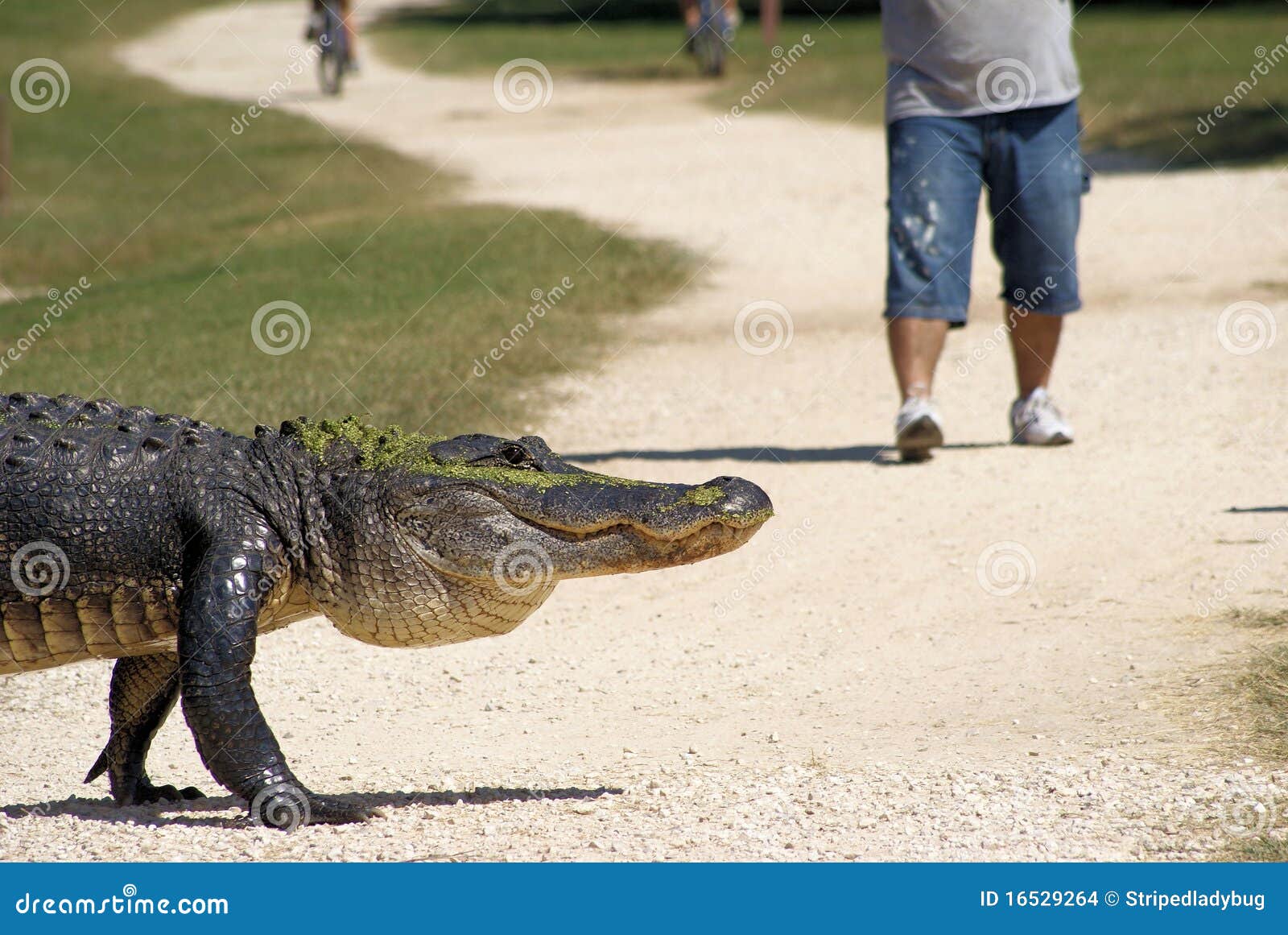 Walking American Alligator stock photo. Image of reptile - 16529264