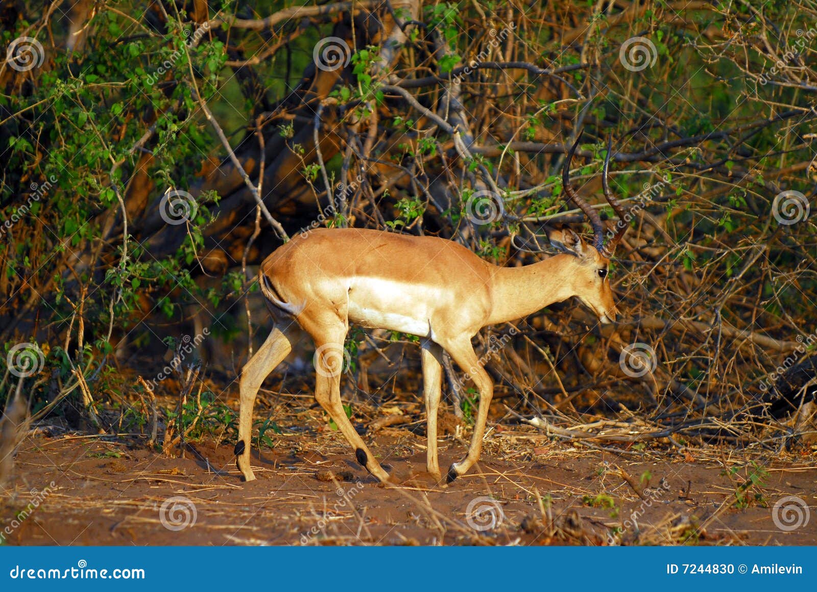 Walking antelope stock photo. Image of looking, walks - 7244830