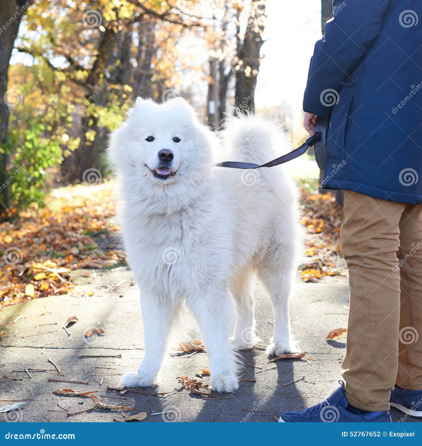 Walking Arctic Spitz Samoyed Dog Outdoors Stock Photo - Image of arctic ...