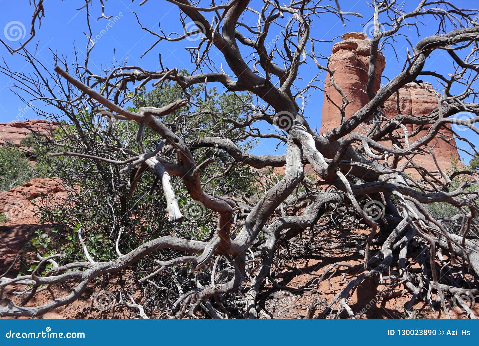 Beautiful Tree in the Desert ! Moab Stock Photo - Image of capturing ...