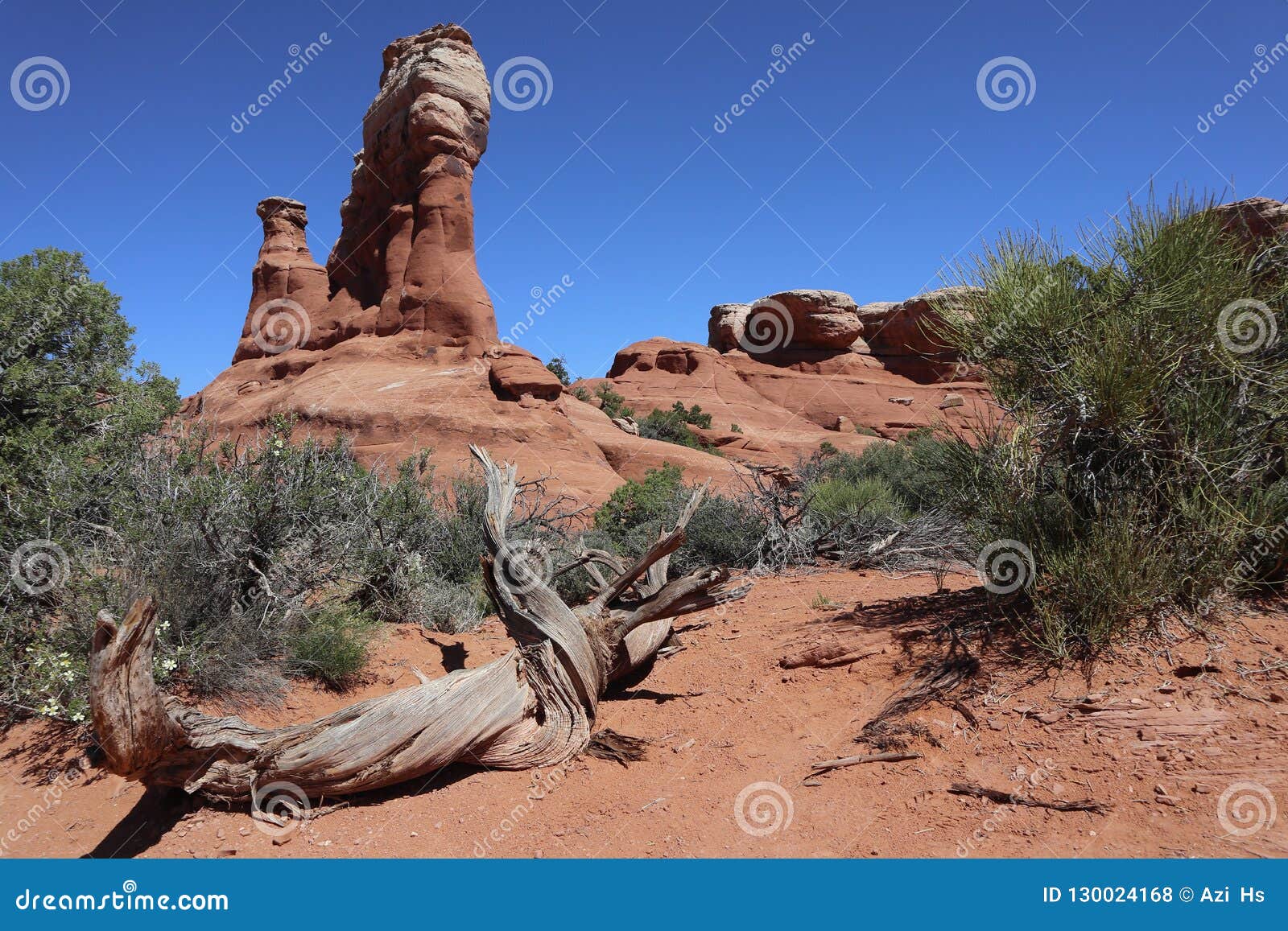 Beautiful Tree in the Desert ! Moab Stock Photo - Image of life, look ...