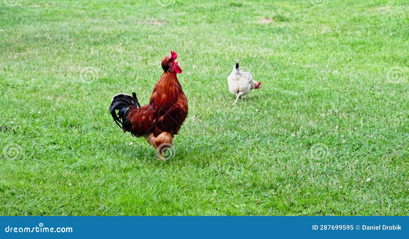 A Large Rooster Crows To Let You Know that he is the Most Important in ...