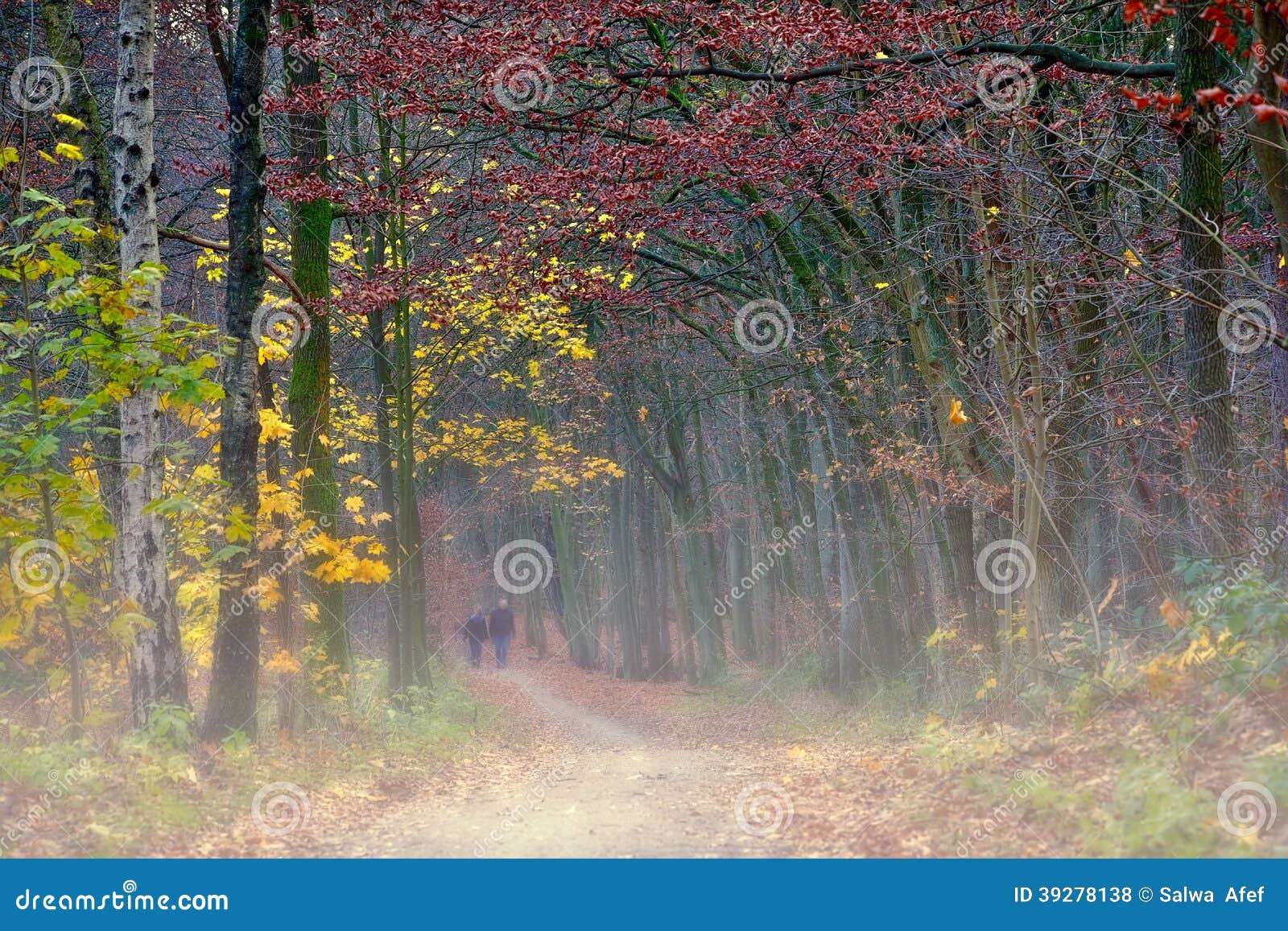 Walking through the Autumn Fog Stock Photo - Image of forest, landgoed ...