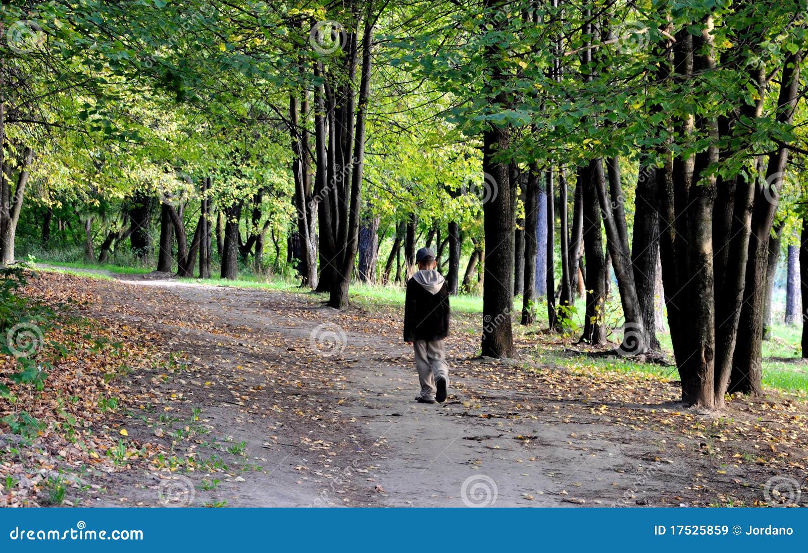 Walking in Autumn Forest Alone Stock Image - Image of october, walk ...