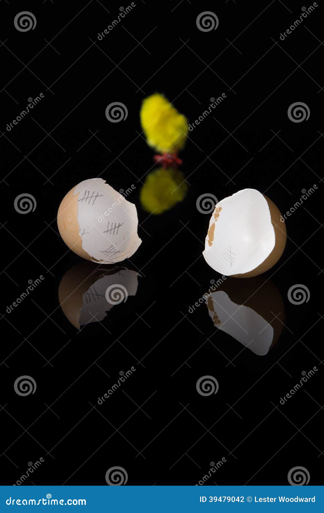 Walking away stock photo. Image of hatching, emerge, eggshell - 39479042