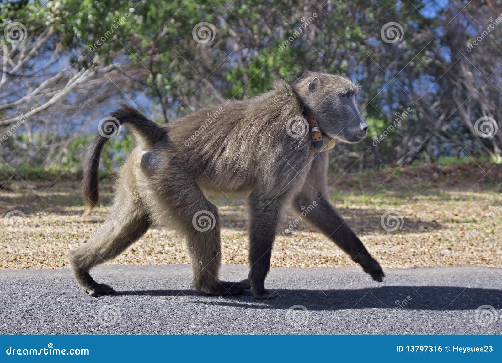 Walking baboon stock photo. Image of rural, park, nature - 13797316