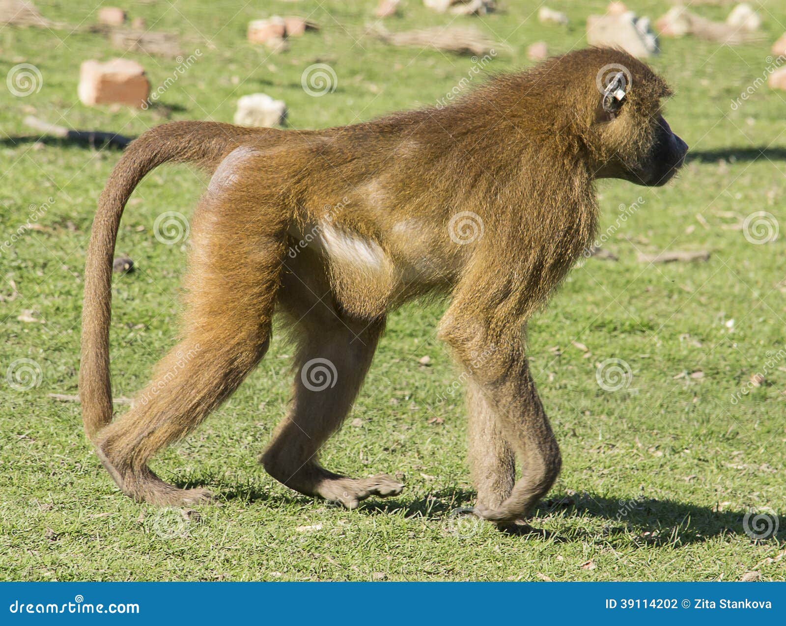 Walking baboon stock photo. Image of brown, baboon, mammal - 39114202