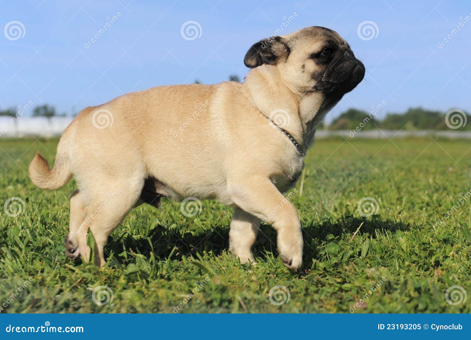 Walking baby pug stock image. Image of outdoors, walking - 23193205