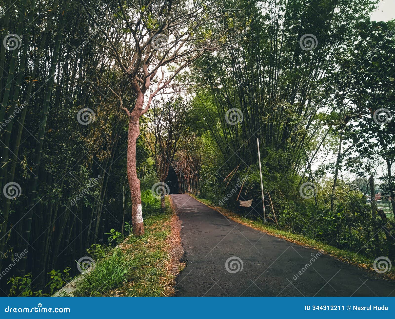 Walking in the Bamboo Forest in Magetan East Java Indonesia Stock Image ...