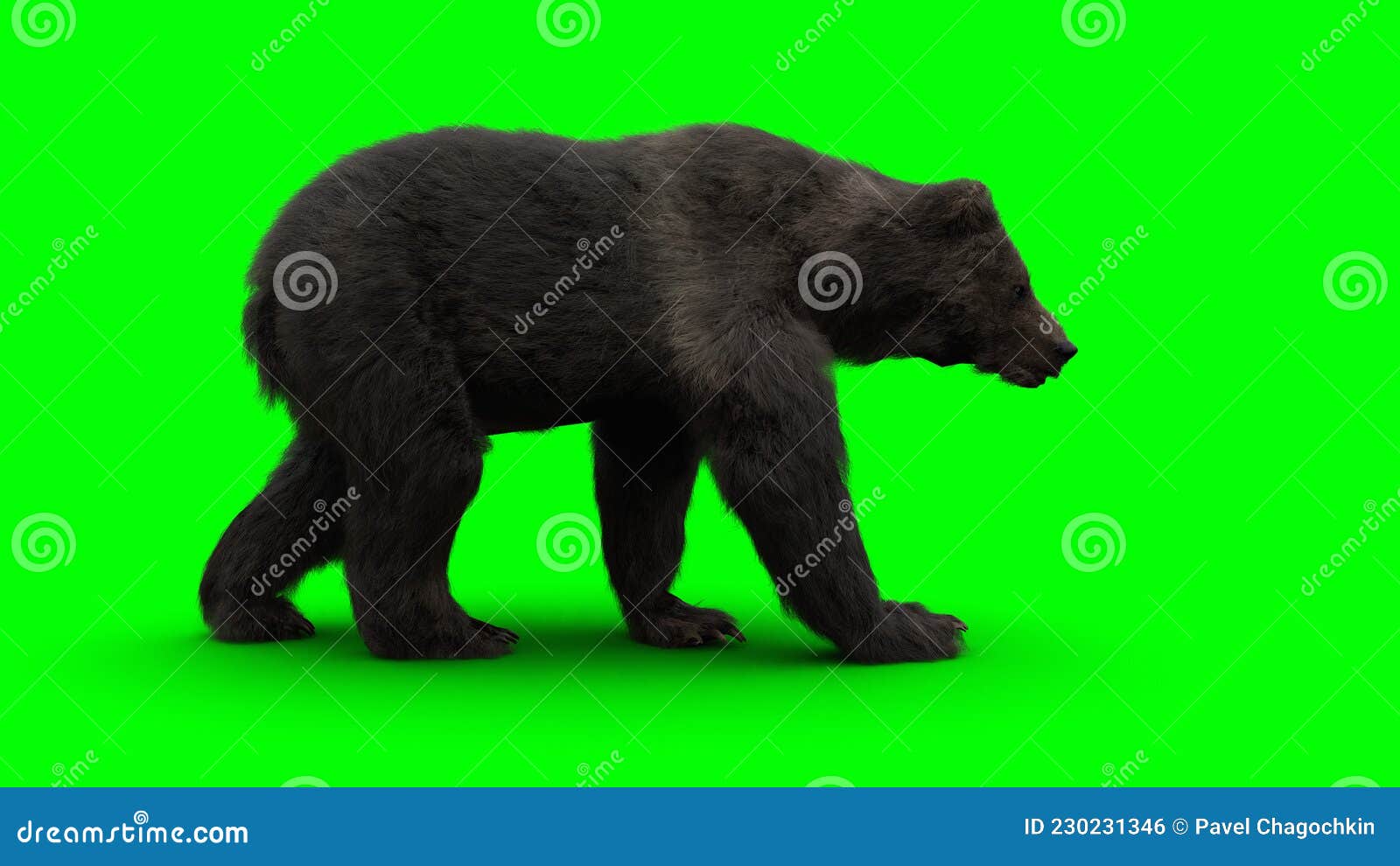 Walking Bear. Green Screen Isolate. 3d Rendering. Stock Illustration ...