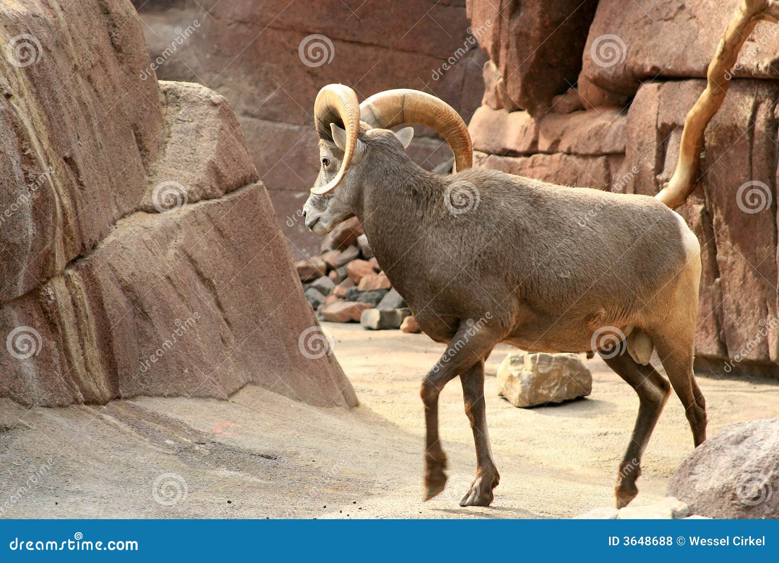 Walking Bighorn Sheep (ram) Stock Photo - Image of nature, outdoors ...