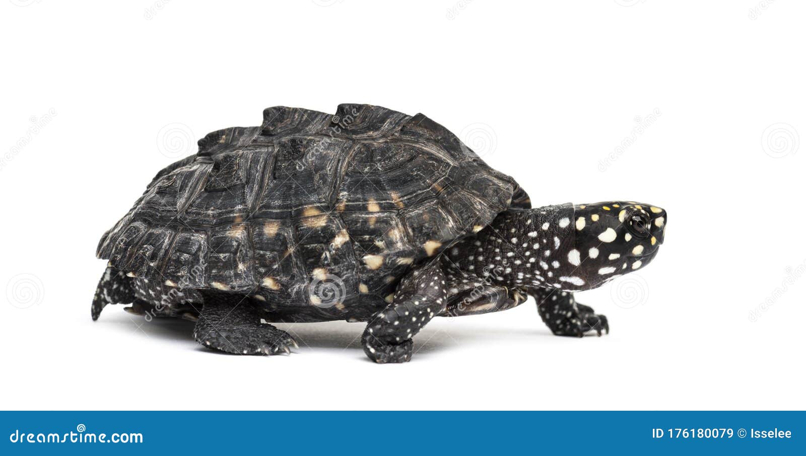 Walking Black Pond Turtle, Geoclemys Hamiltonii, Isolated Stock Image ...