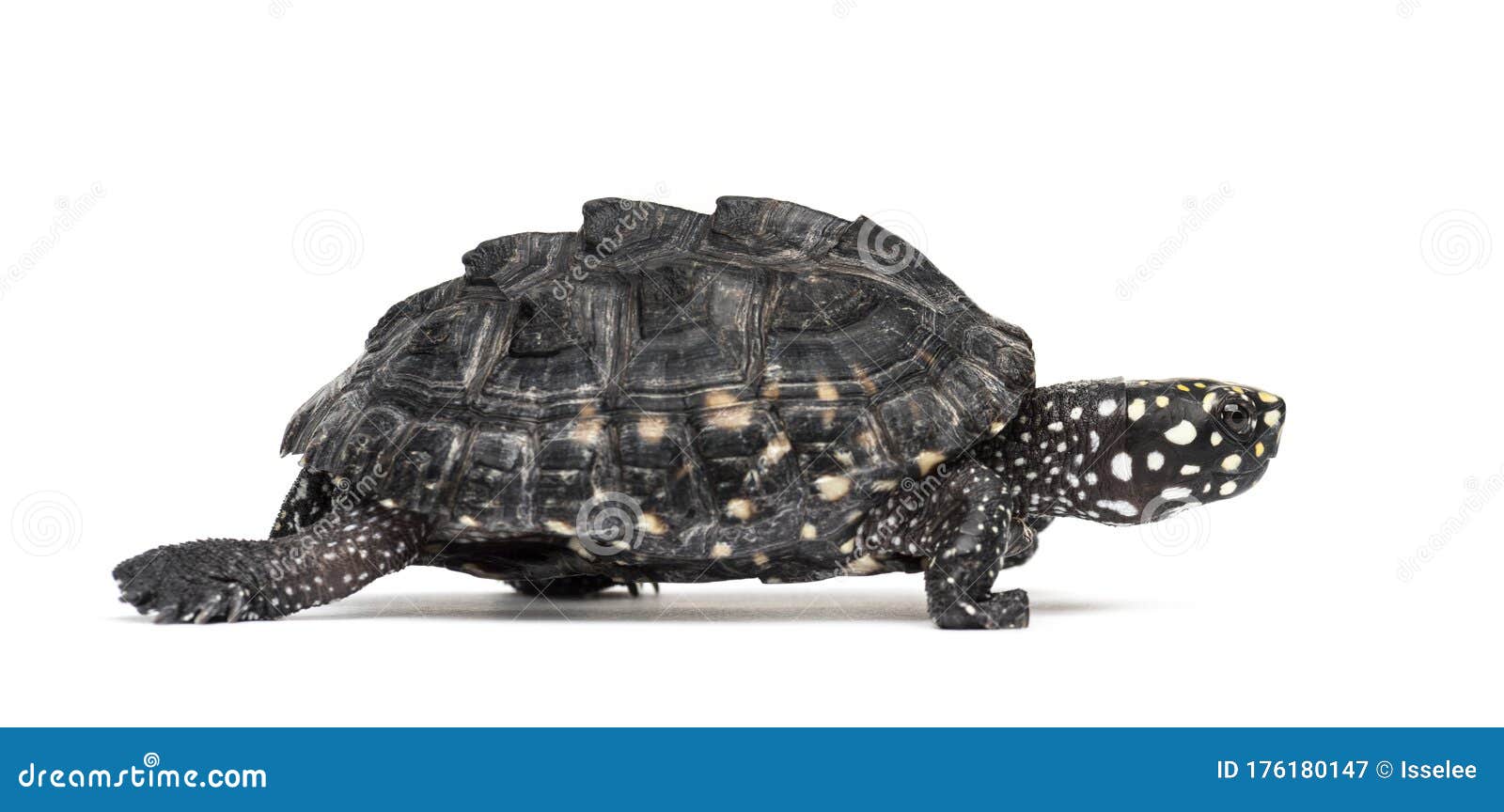 Walking Black Pond Turtle, Geoclemys Hamiltonii, Isolated Stock Image ...