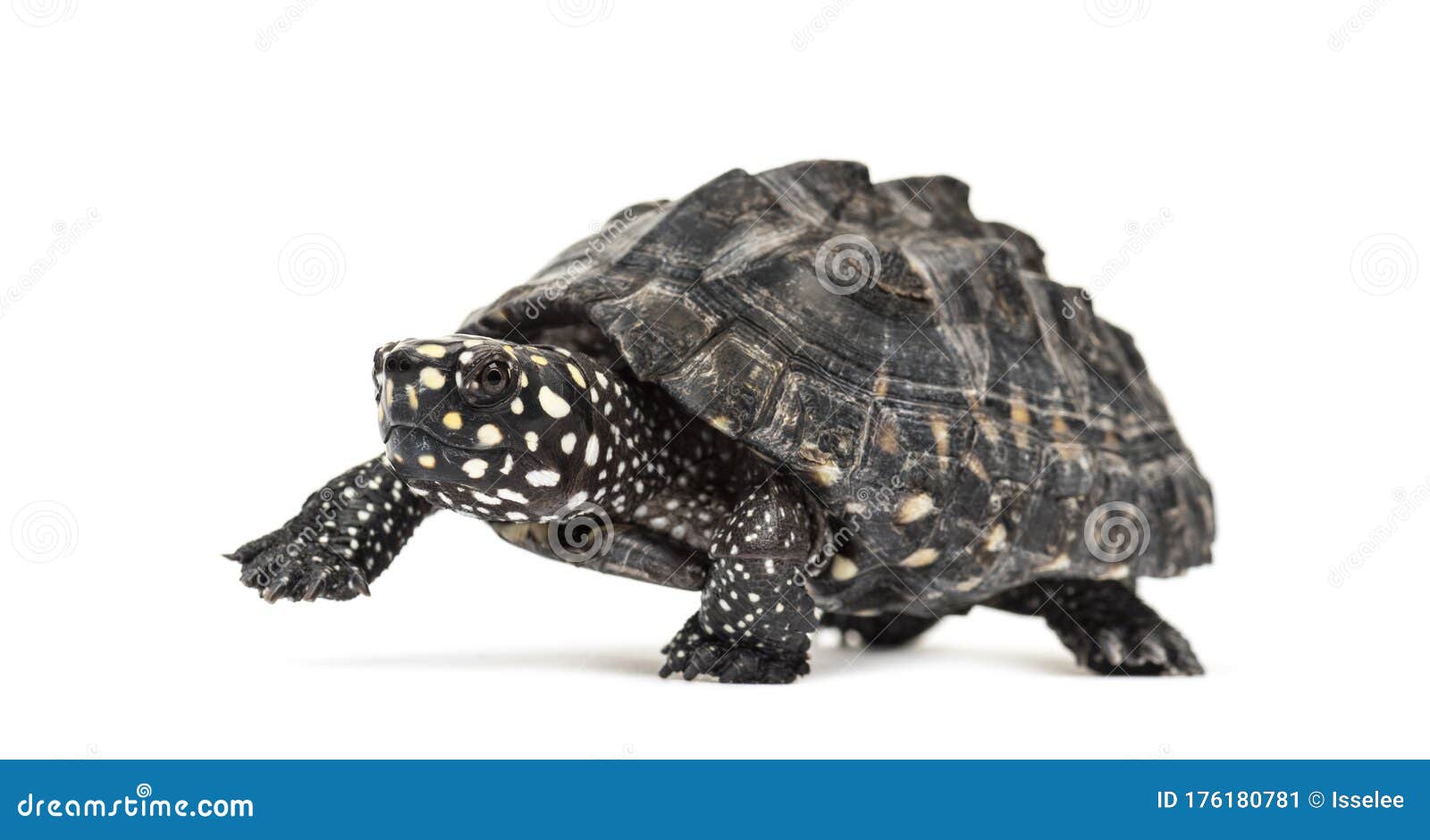 Walking Black Pond Turtle, Geoclemys Hamiltonii, Isolated Stock Image ...