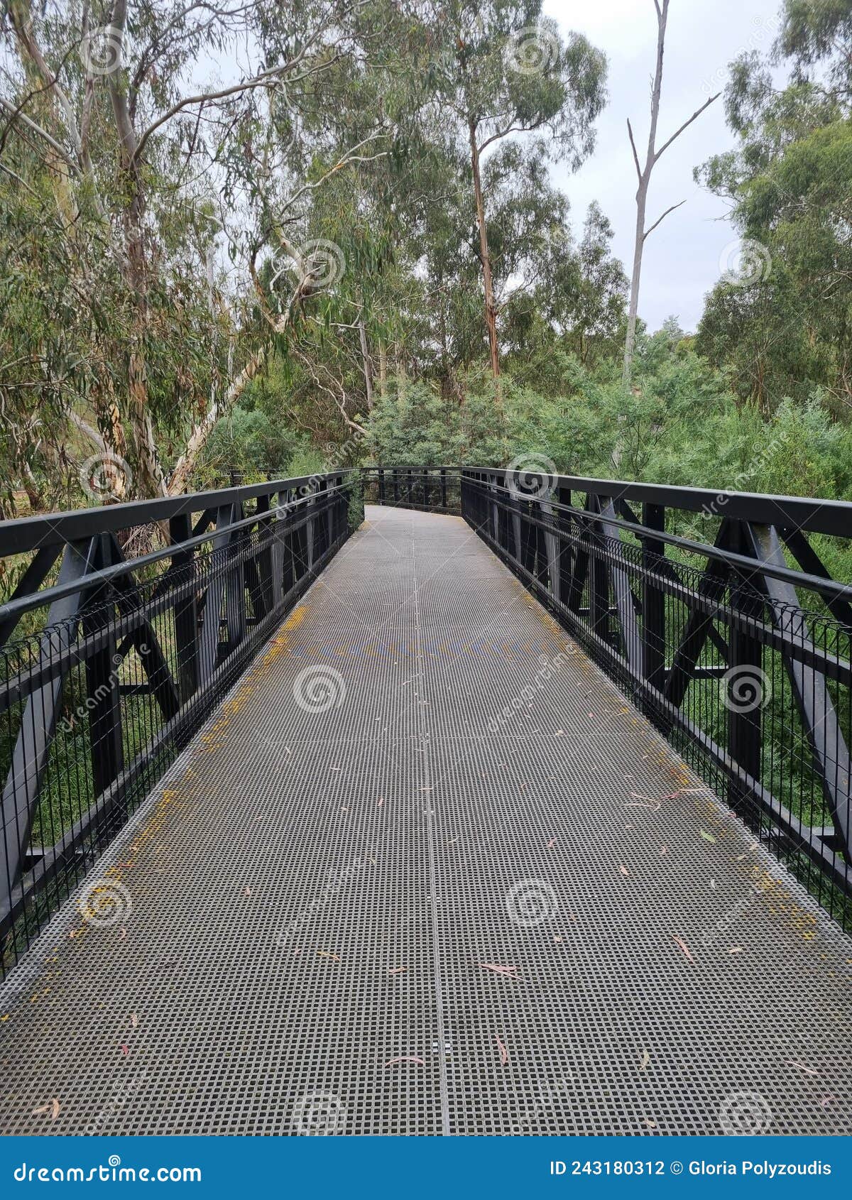 Walking Bridge Australian Bush Land Stock Photo - Image of walking ...