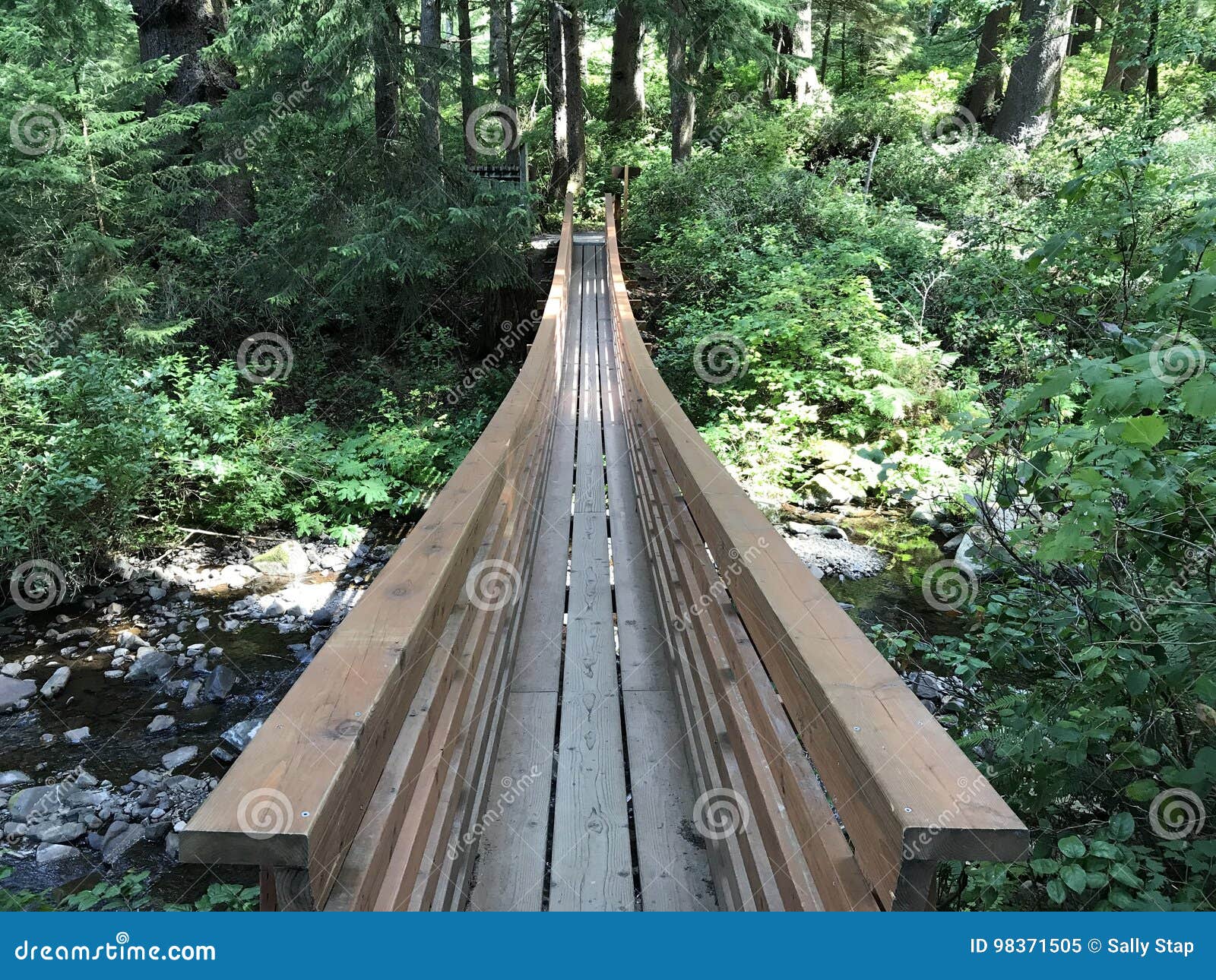 Walking bridge stock image. Image of trees, forest, walkway - 98371505