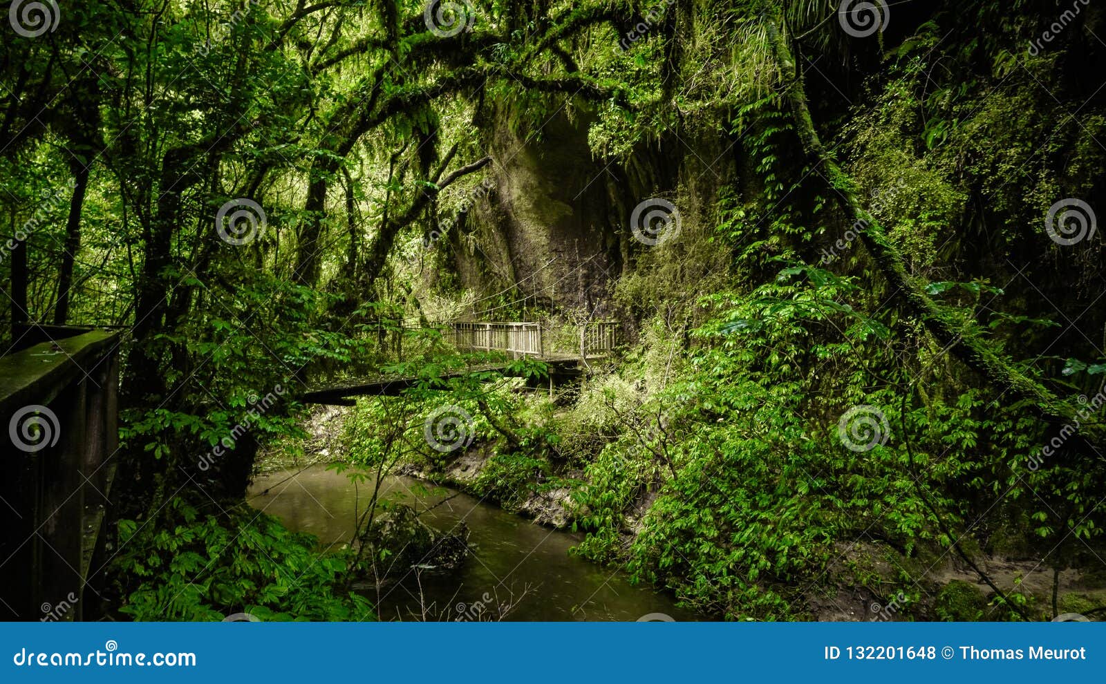 Walking Bridge in Rainforest Stock Photo - Image of park, trekking ...