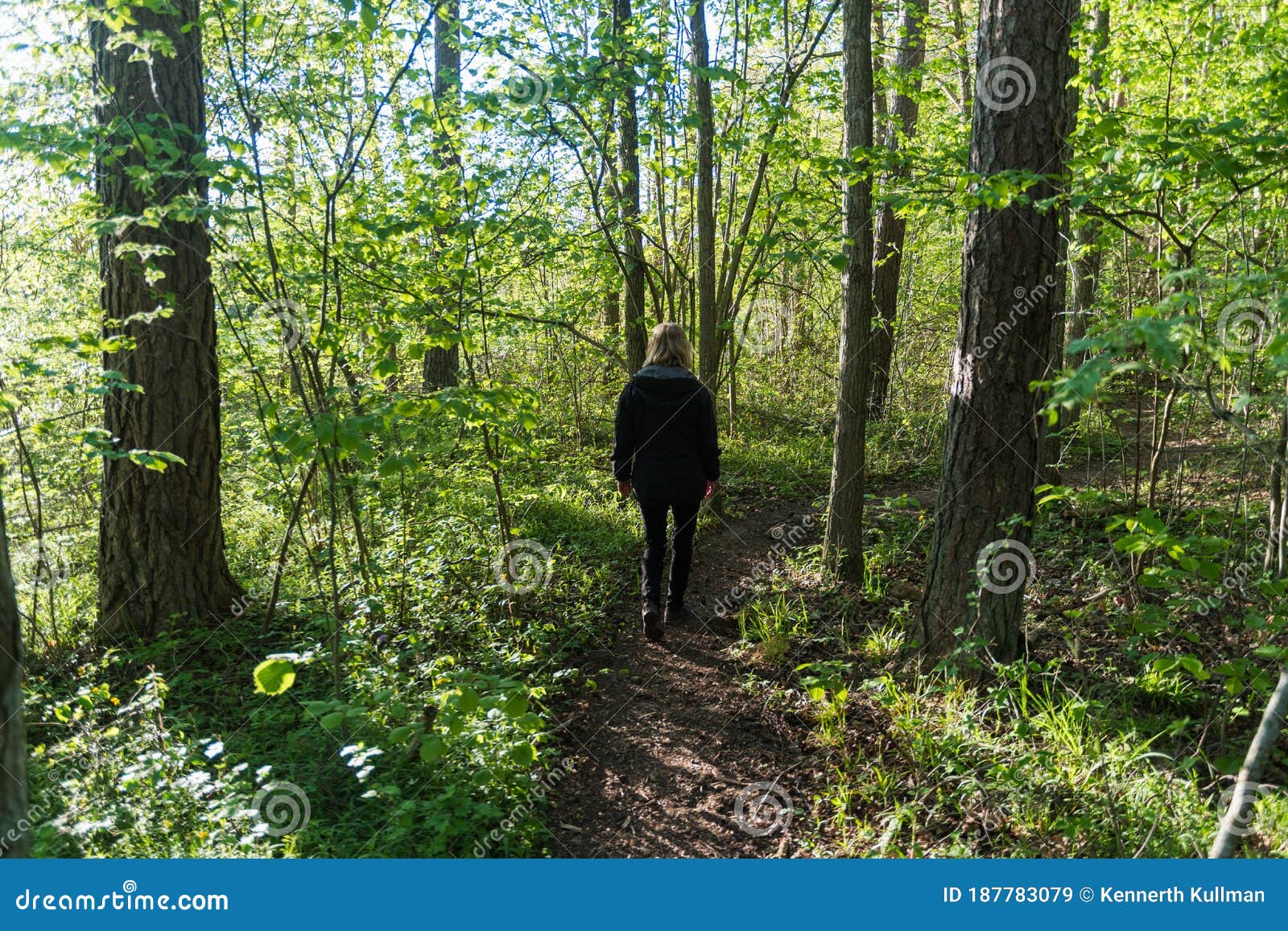 Walking in a Bright and Lush Backlit Forest Stock Image - Image of ...