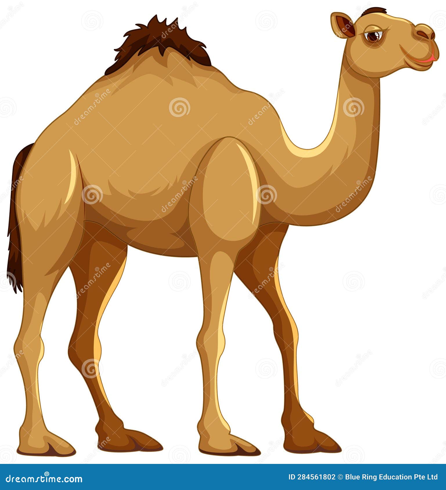 Walking Camel Isolated stock vector. Illustration of isolation - 284561802