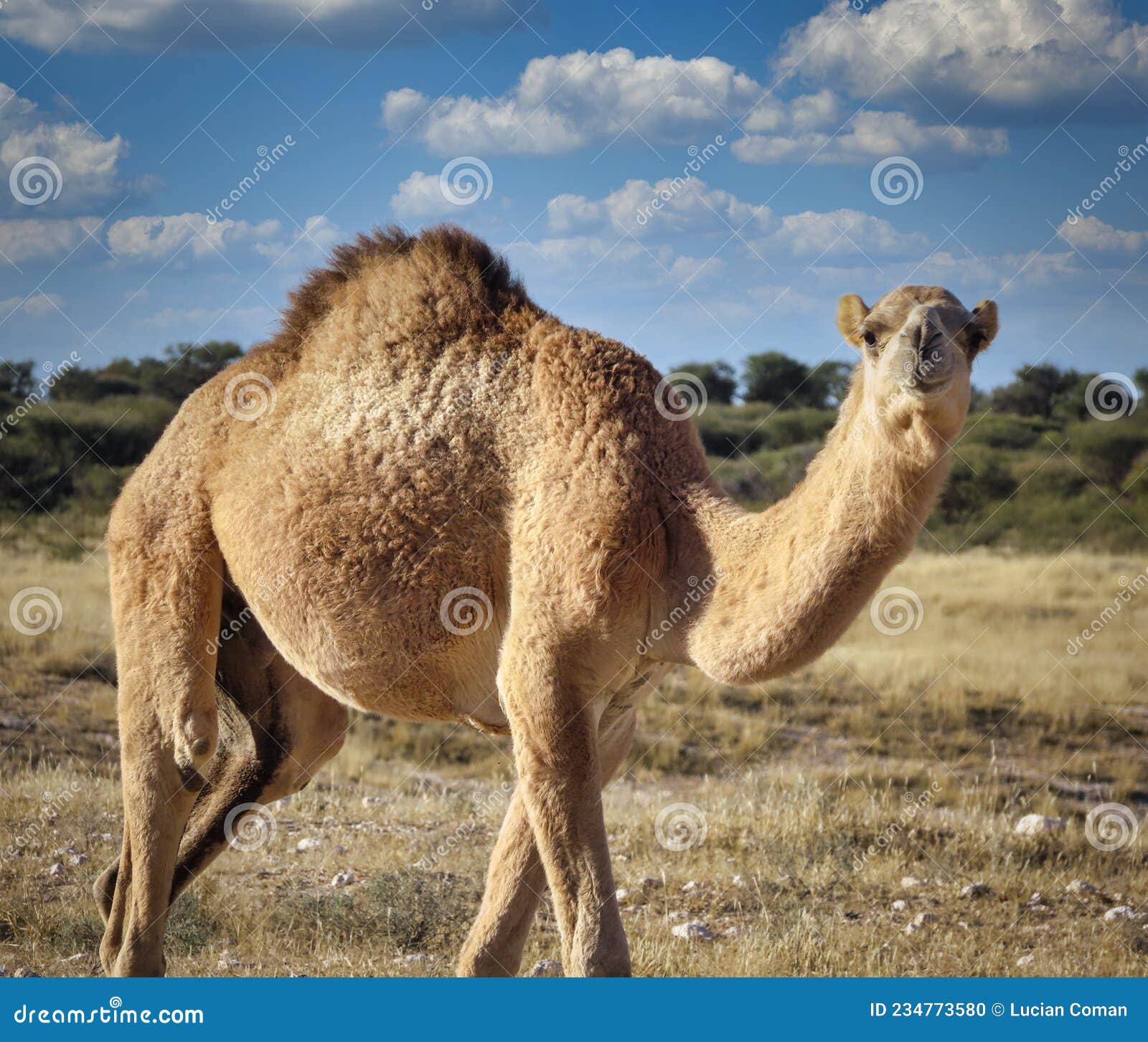 Walking camel stock photo. Image of arab, africa, eastern - 234773580