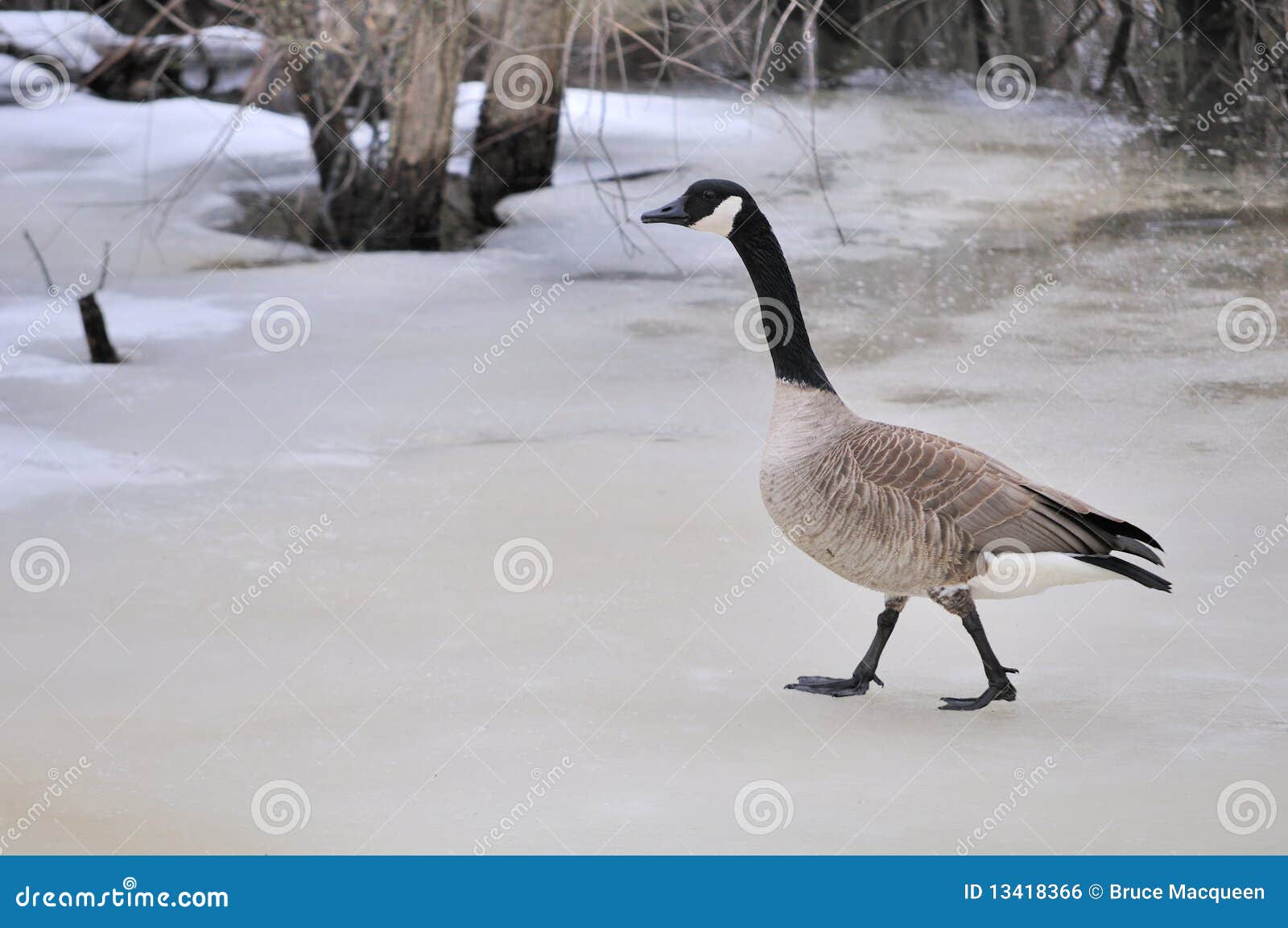Walking Canada Goose stock photo. Image of avian, snow - 13418366