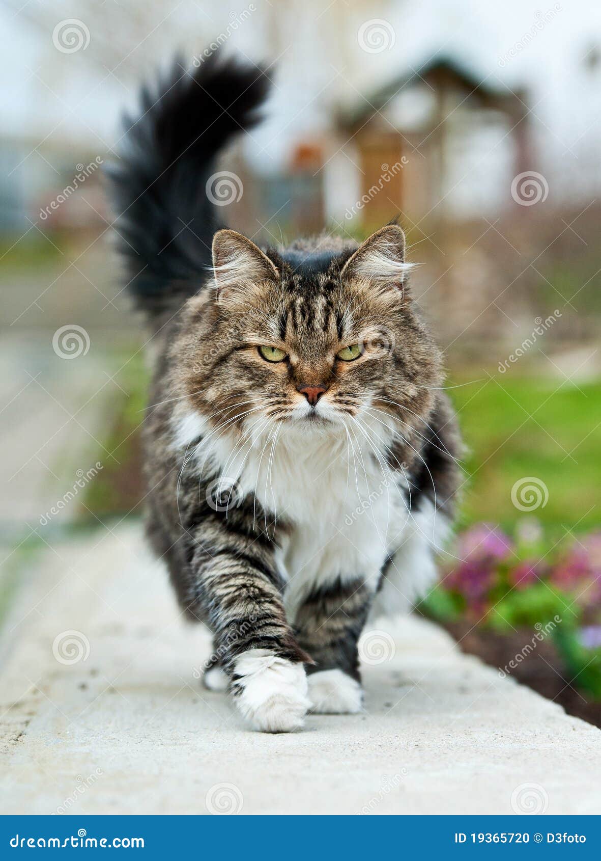Walking cat stock photo. Image of animals, domestic, beauty - 19365720