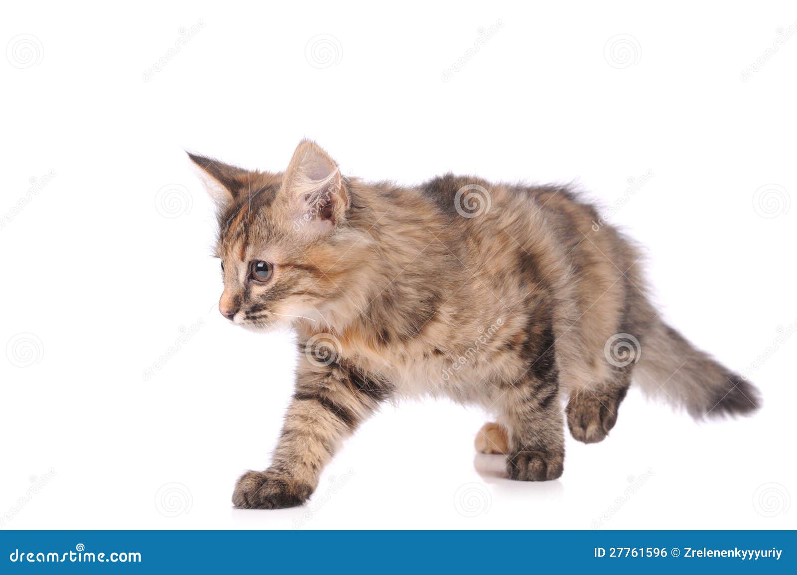 Walking cat stock photo. Image of animal, purebred, fluffy - 27761596