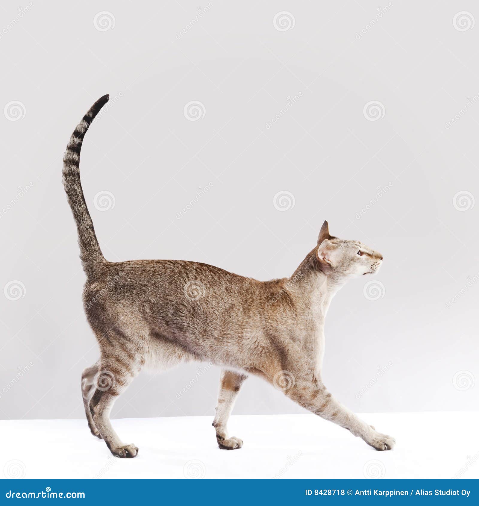Walking cat stock photo. Image of charming, pretty, furry - 8428718