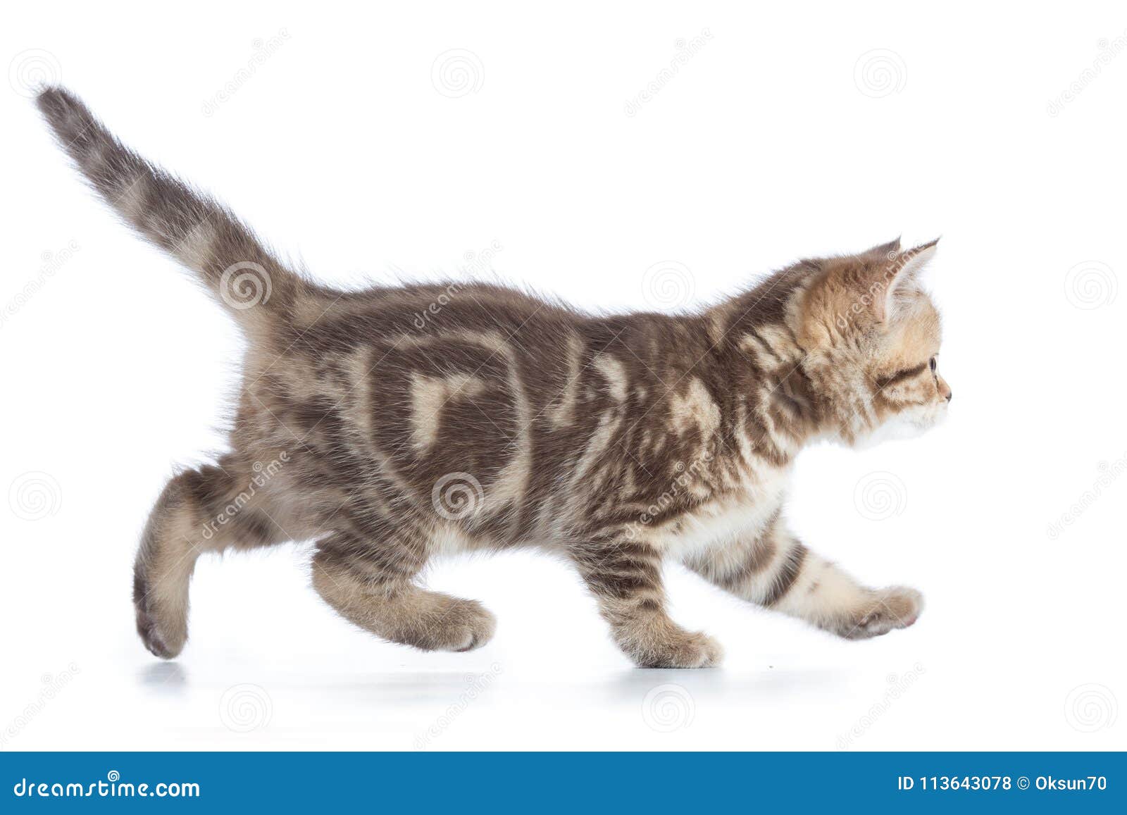 Walking Cat Kitten. Side View Isolated on a White Background. Stock ...